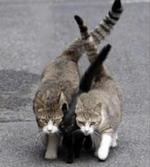 The most powerful cat in America walking to confront the photographer ...
