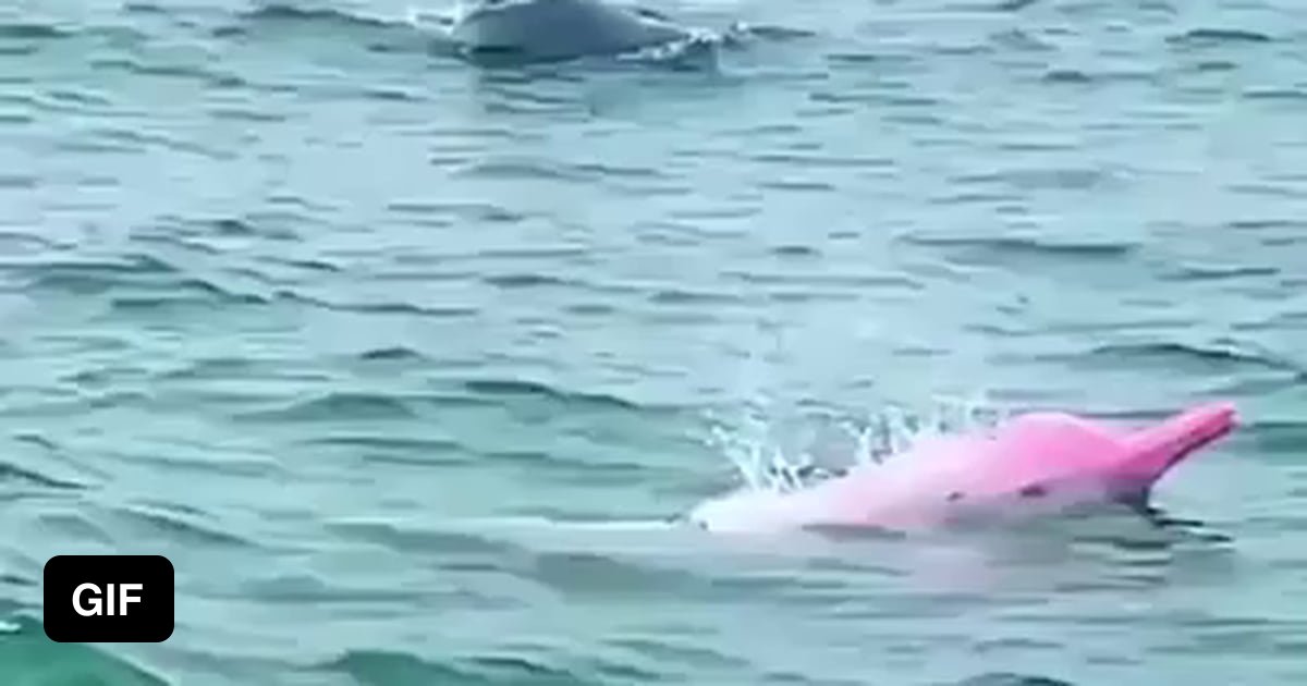 🔥 Pink Dolphins. (Indo-Pacific Humpback) - 9GAG