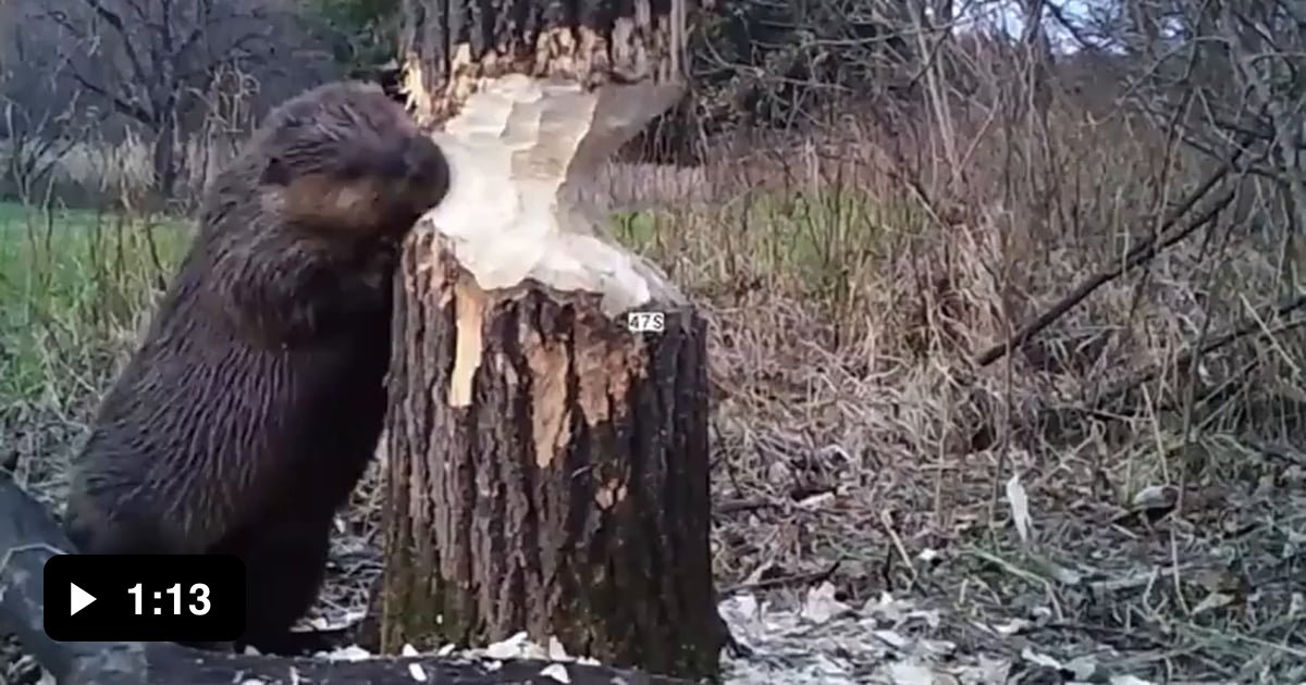 Beavers felling trees in the forest - 9GAG