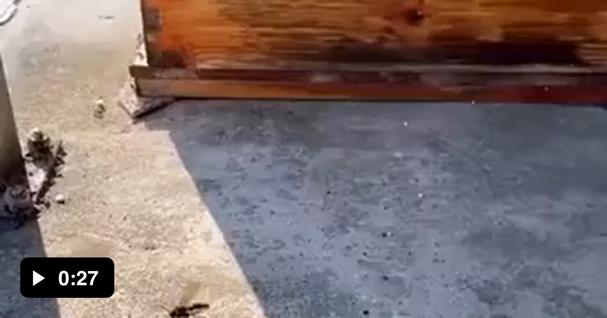 Chaddicus Waspbane, the guardian of all bees - 9GAG