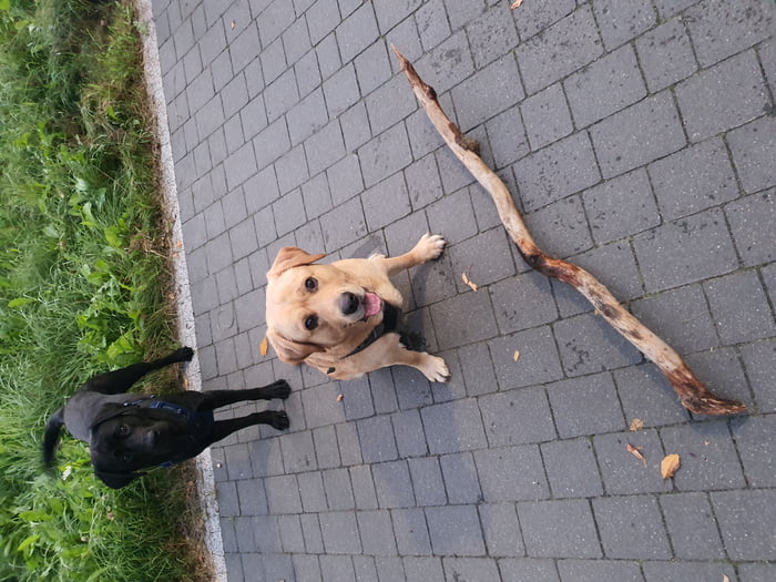 Behold, our stick - 9GAG