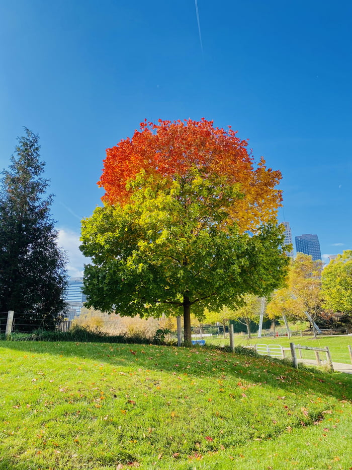 Perfectly Gradient Tree - 9GAG