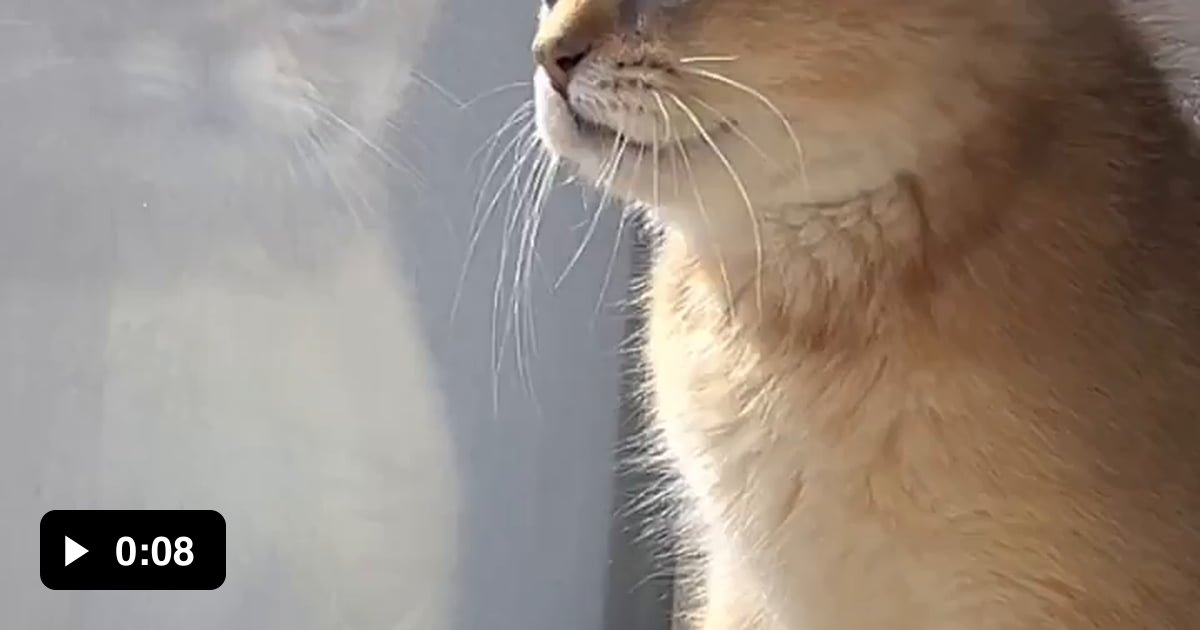 Is there anyone who can translate the Morse code sent by cats？ - 9GAG