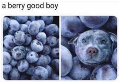 A berry good boy - 9GAG