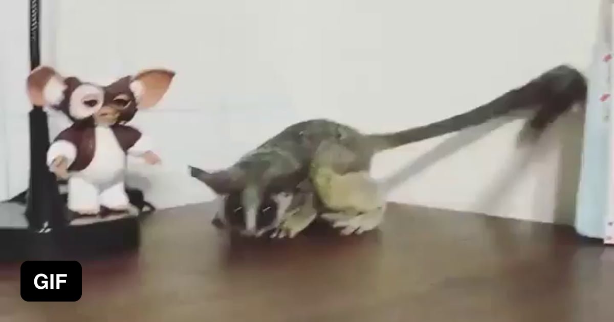 Ball HYPERACTIVITY - 9GAG