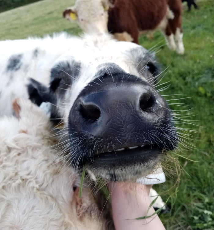 Marble is very friendly - 9GAG