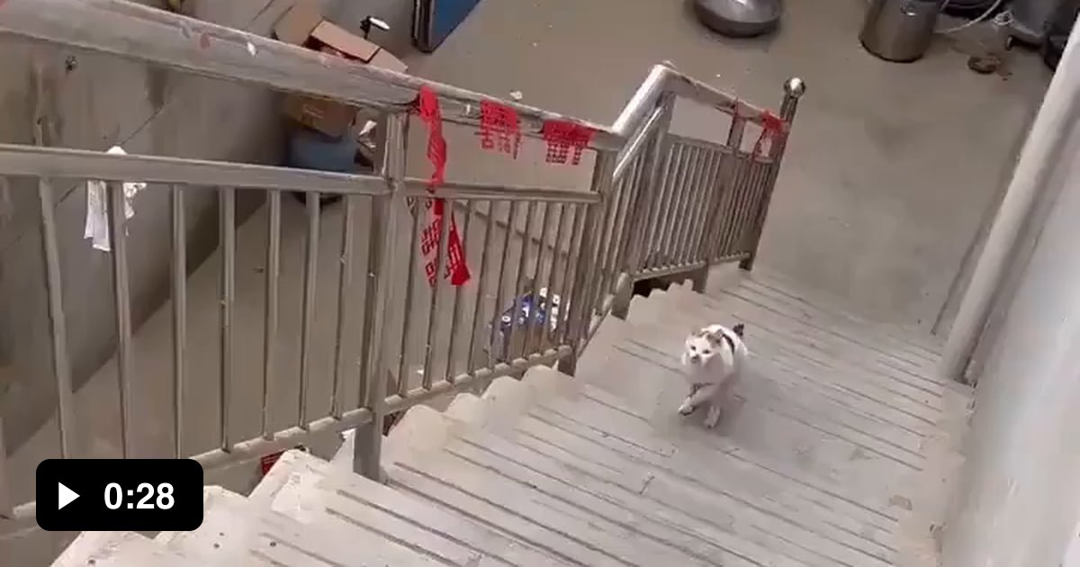 Cats just have a different relationship with gravity than the rest of us. - 9GAG