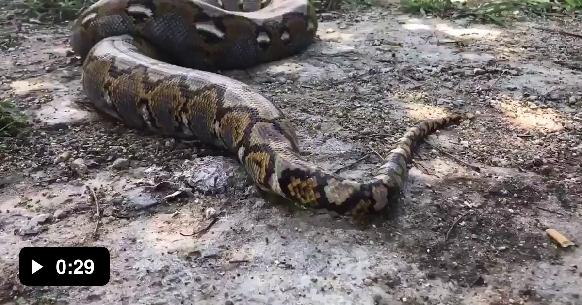 For Curious Person out there, This is how a Python poop - 9GAG