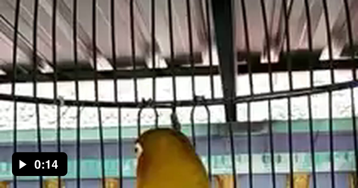 When your parrot heard too much - 9GAG