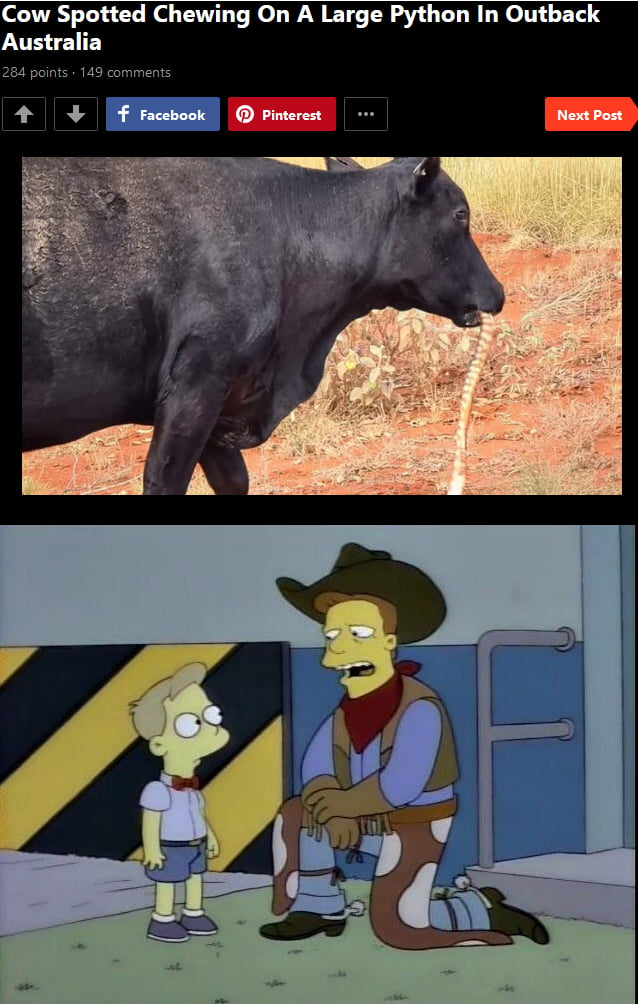 Don't kid yourself Jimmy, if a cow ever got the chance he'd eat you and ...