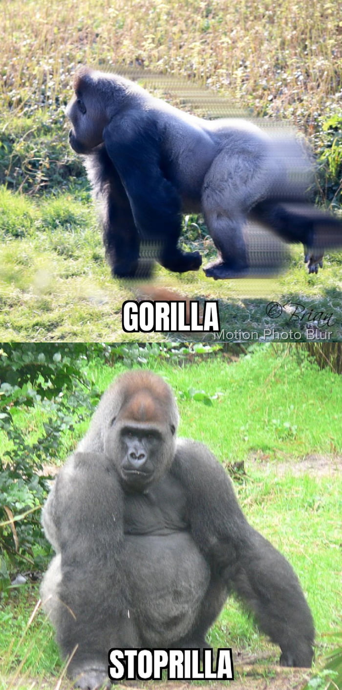 It's not harambe tough - 9GAG