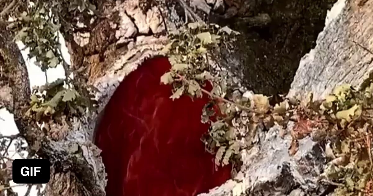 Fire burning inside of a tree due to the lightning. - 9GAG