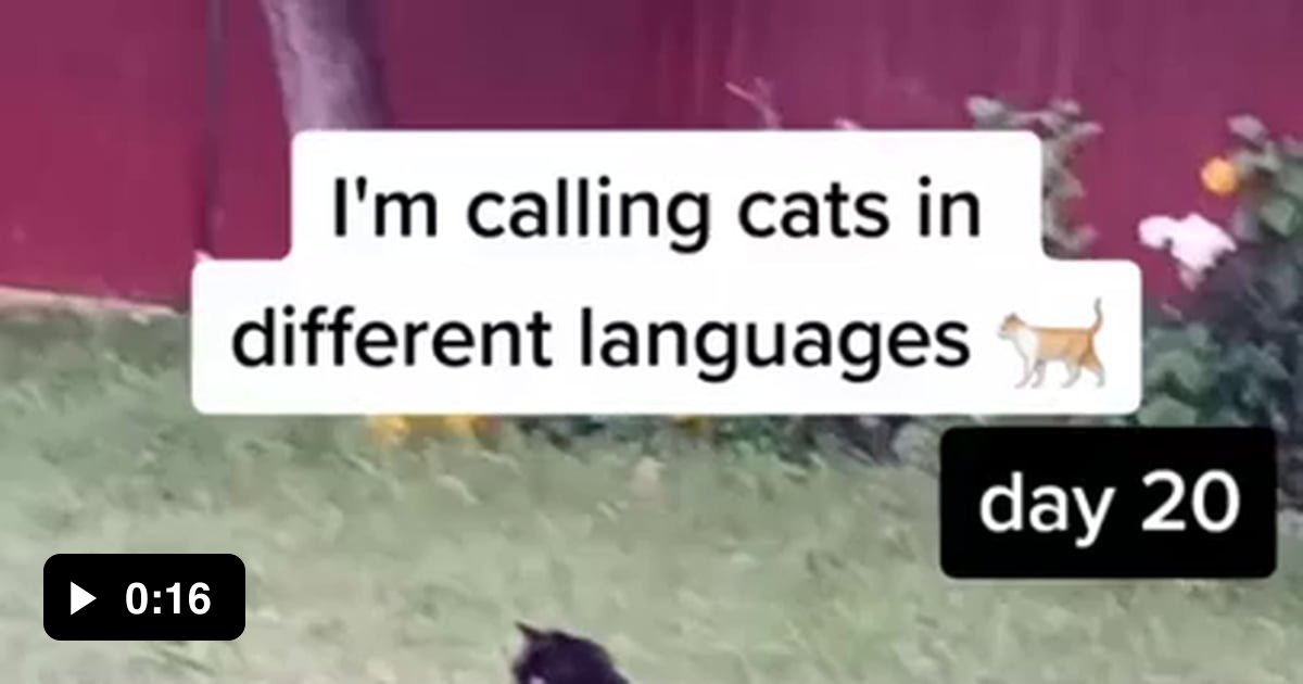Calling cats in different languages - 9GAG