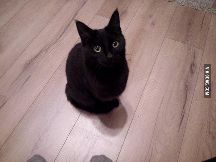 My Black Beauty 9gag