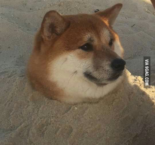 Sad Doge - 9GAG
