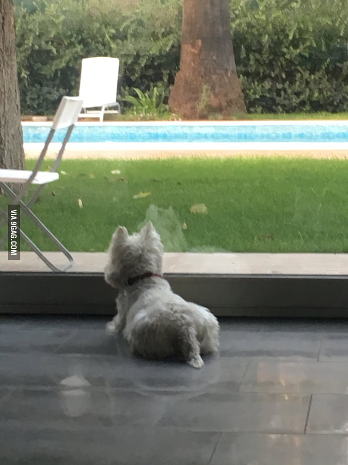 He has been sitting there for over 3 hours, I opened the window to let him out, I gave him some ...
