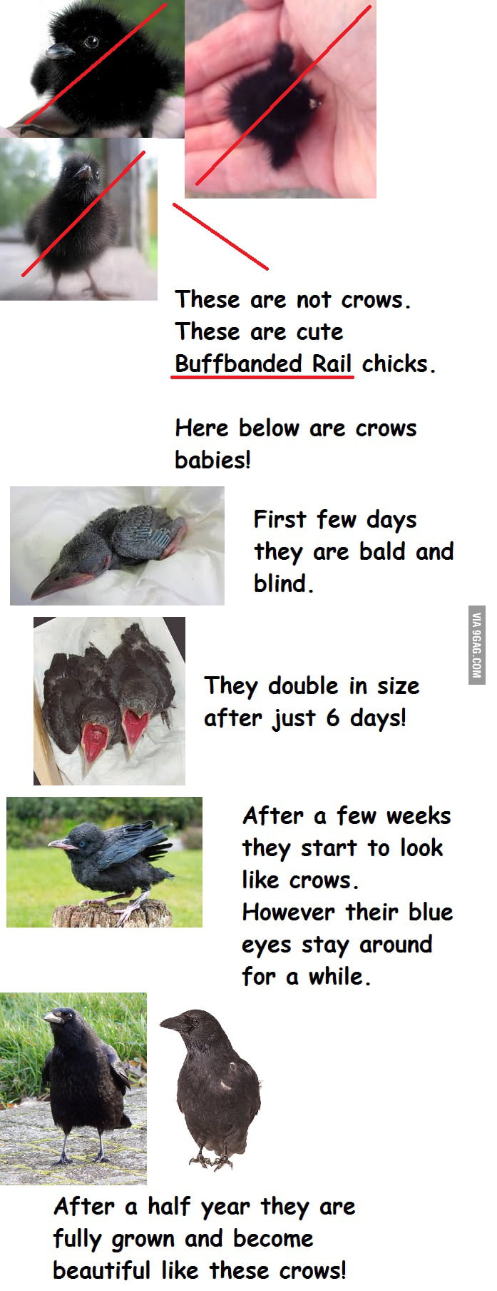A little lesson about crows - 9GAG