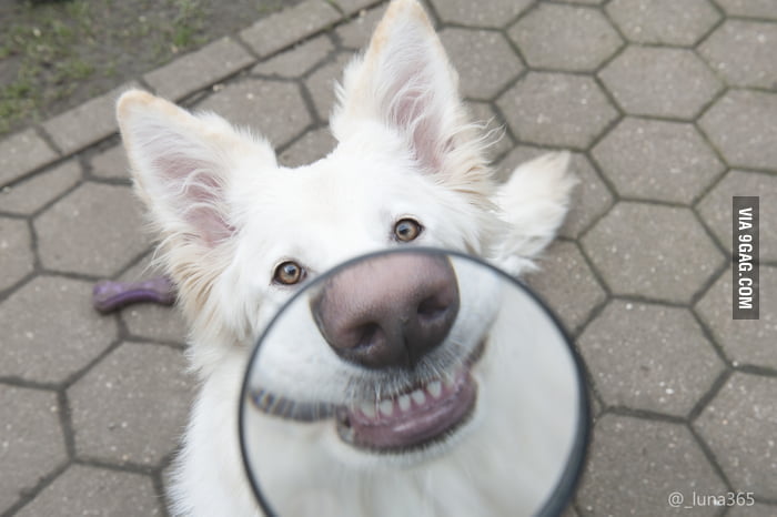 Cheeeeeeeeeeeese - 9GAG