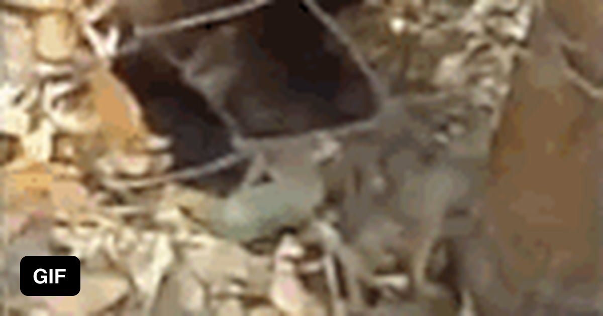 Monkey teaches man the joy of leaf crushing. - 9GAG