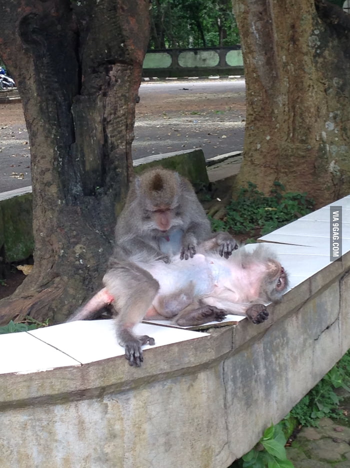 Romantic monkey - 9GAG