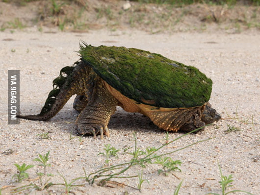 A snapping turtle with moss on its carapace takes a defensive posture - 9GAG
