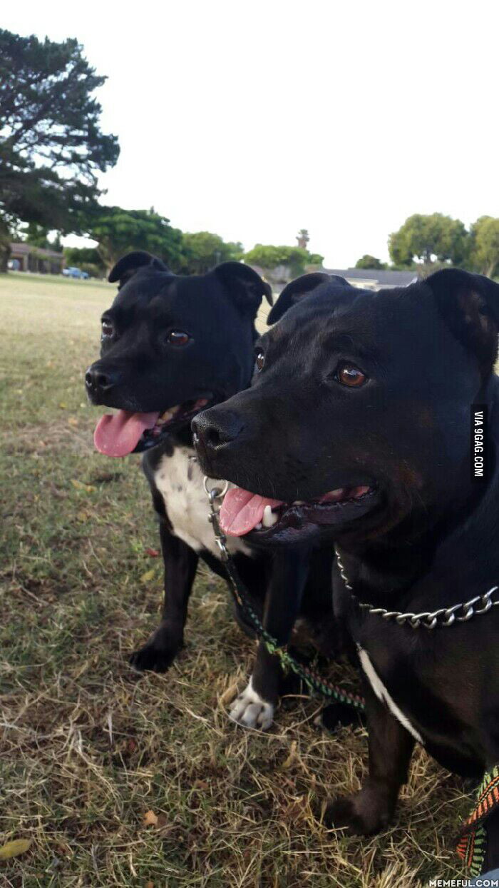 This is my 2 Staffies - 9GAG