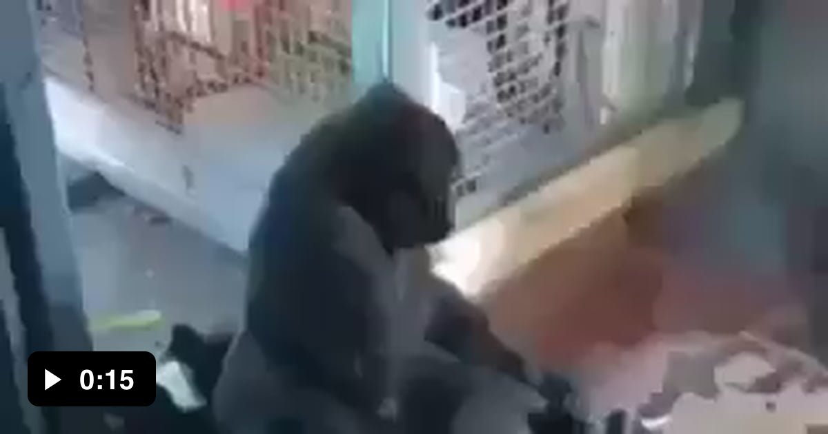 We miss you Harambe. - 9GAG