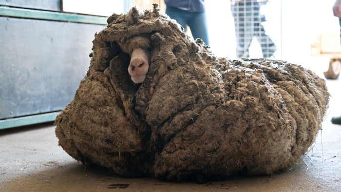This is what a sheep looks like after roaming wild for several years ...