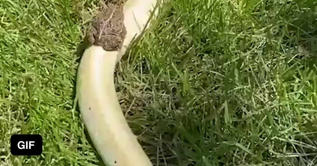 Frog hitching a ride on a python - 9GAG
