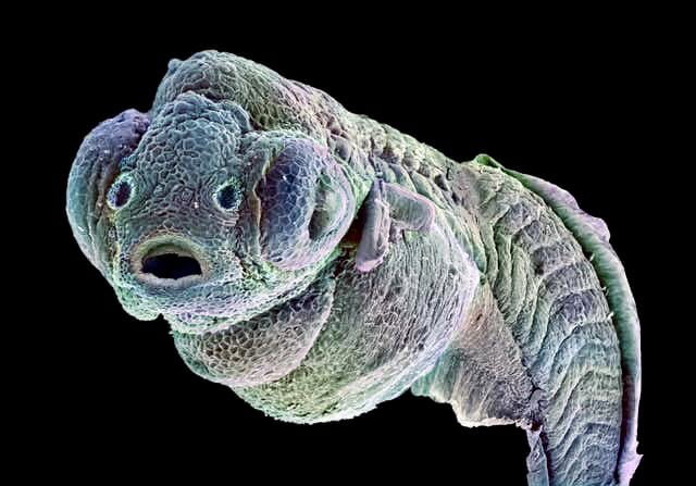 Zebrafish larva is surprised - 9GAG
