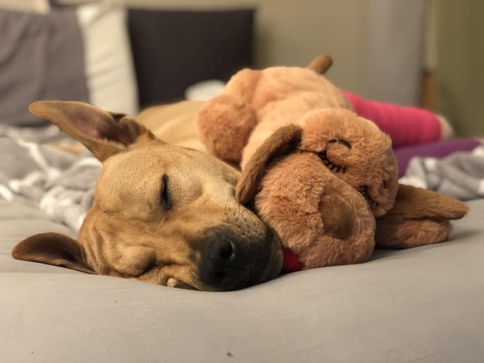 Precious pupper cuddling with her puppy - 9GAG