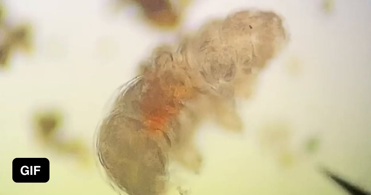 Tiny tardigrade tippy taps - 9GAG