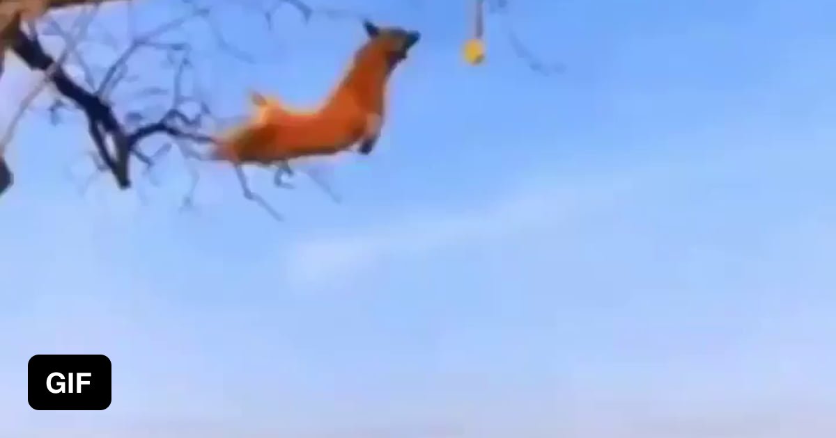 Dog running up tree to get ball! - 9GAG