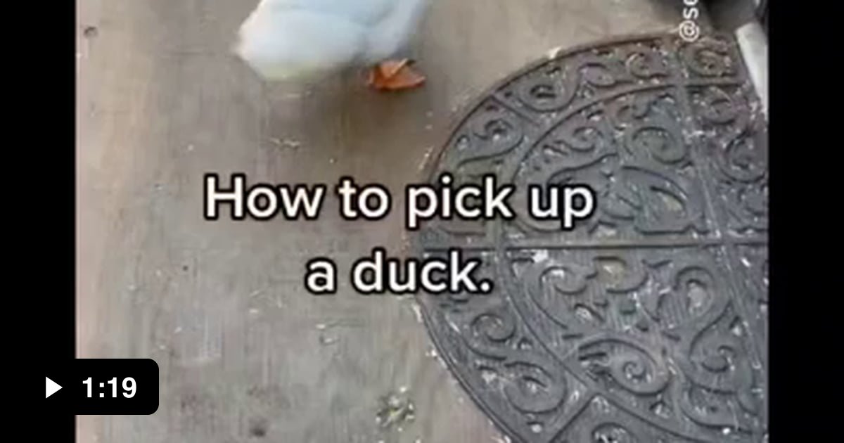How to pick up a duck - 9GAG
