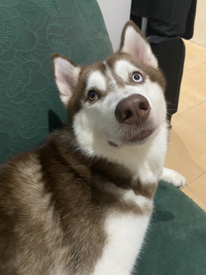 There you go, polite dog 🐶 - 9GAG