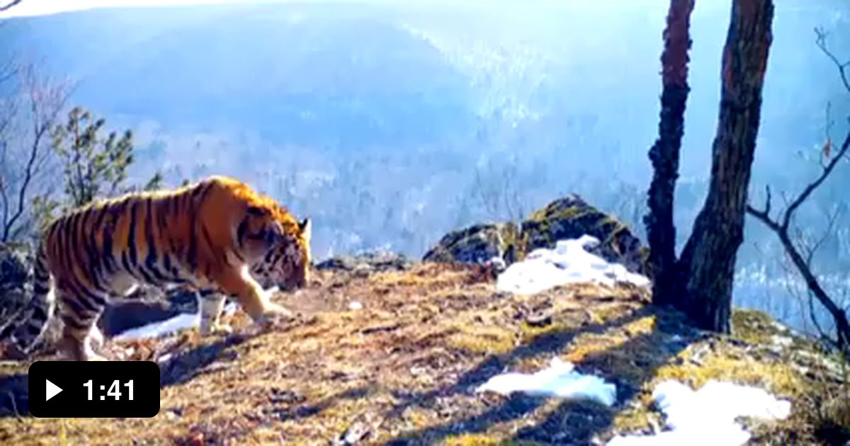 In Primorye Russia, a camera trap captured animals of eight different ...