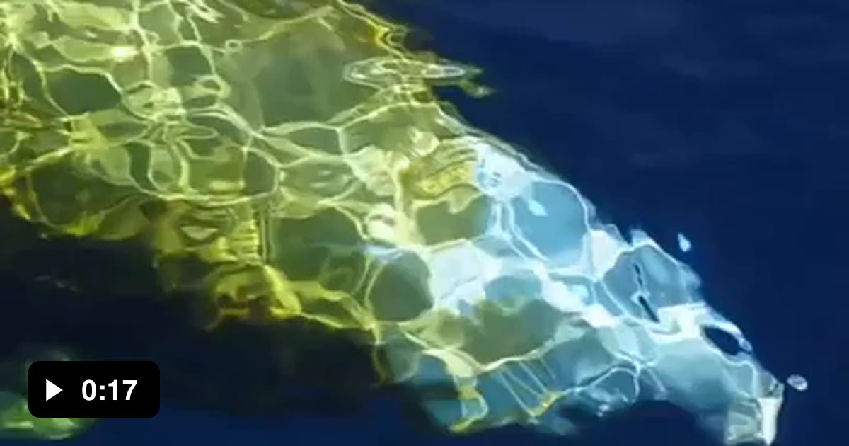 A rare sighting of the pelagic Cuvier's Beaked Yellow Whale - 9GAG