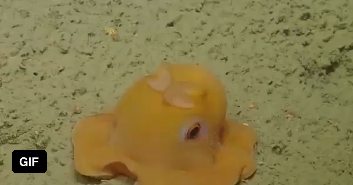 This octopus has fins that look like ears - 9GAG