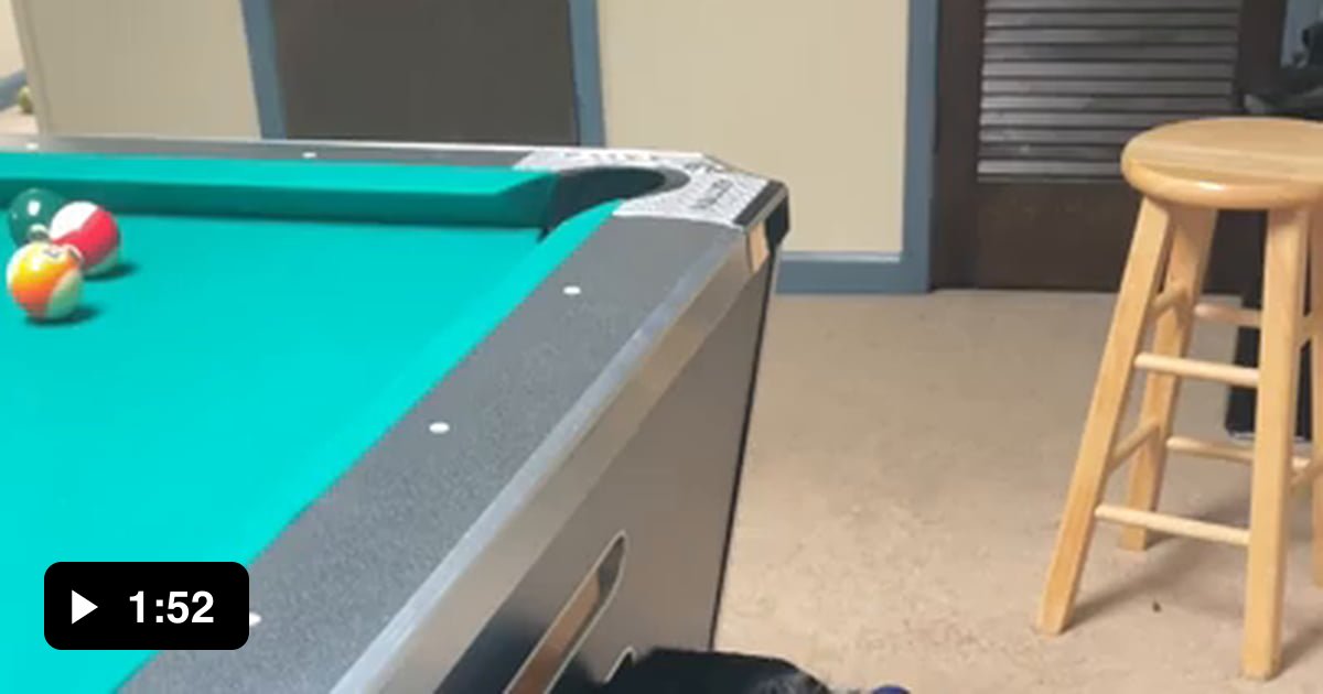 Must get ball… - 9GAG