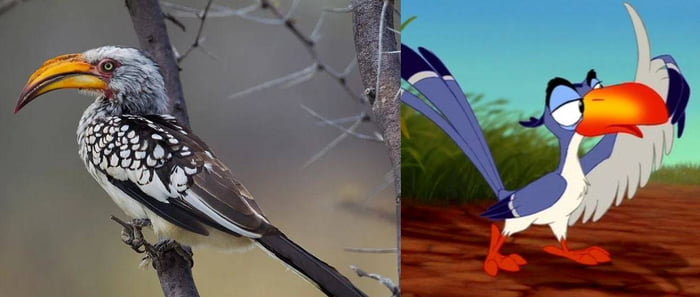 African bird species used in personal Zazu in the movie The Lion King ...