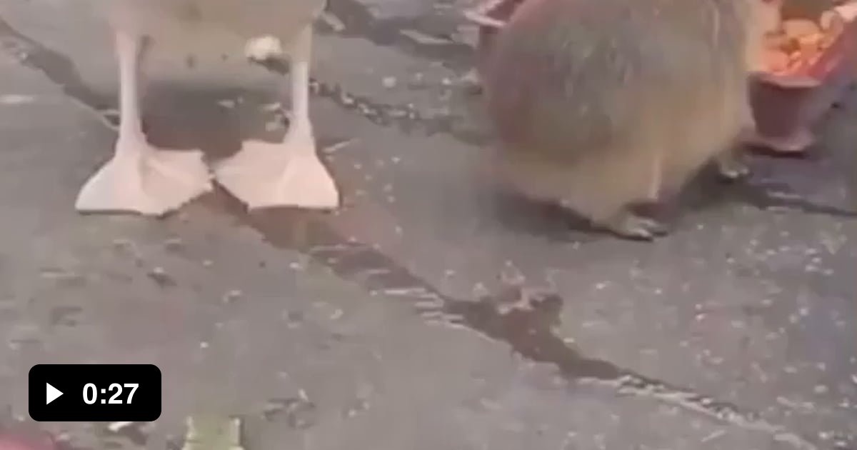 Pelican tries to eat Capybara - 9GAG