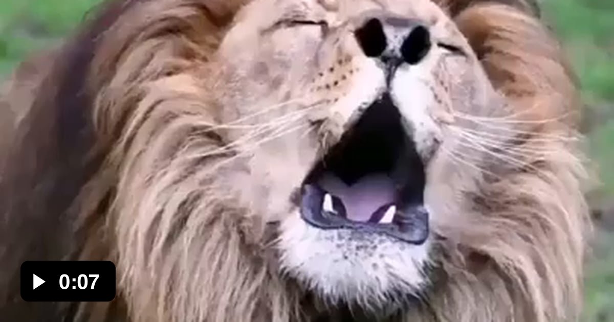 Roar ! The loudest one I've ever heard. - 9GAG