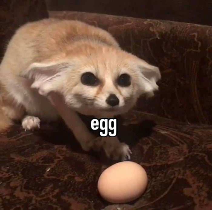 Egg - 9GAG