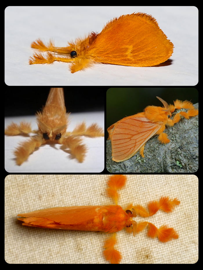Yellow Furry-Legs Moth (Acraga sp., family Dalceridae): Native to the ...