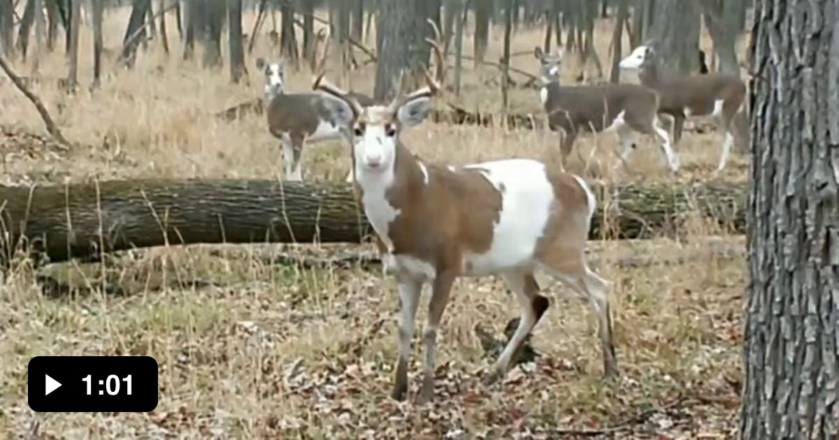 Rare Piebald/Calico Whitetail deer herd. - 9GAG