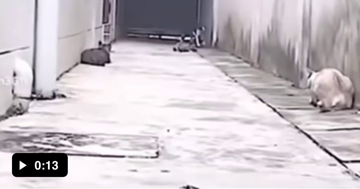 Damn ninja skills - 9GAG