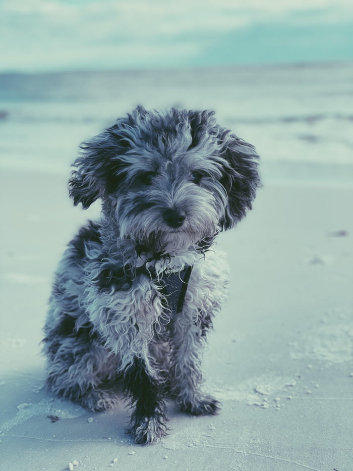 Anyone have a dog named after an apex Character? This is Wraith - 9GAG