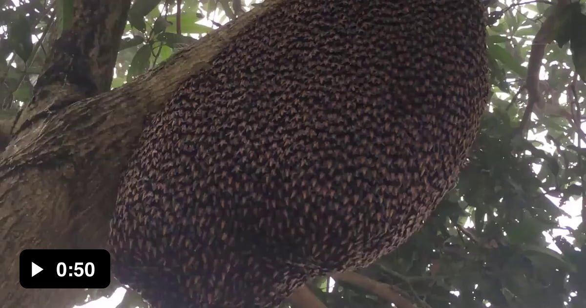 The honeybee defensive wave is utilized against wasps and is referred ...