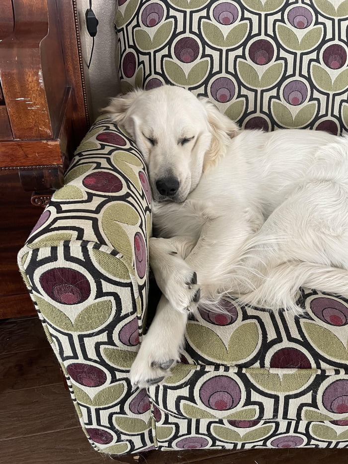 Someone hit the dog park hard today - 9GAG