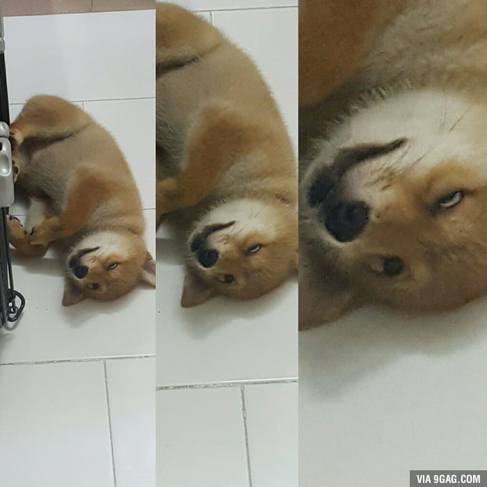 Much doge, very derp. - 9GAG